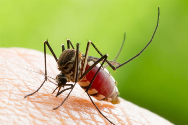Ontario Vector-Borne Disease Tool | Public Health Ontario